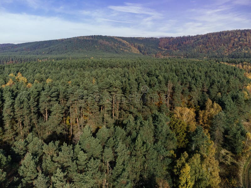 Think Forest of Tree Trunks and Branches in Black and White Landscape ...