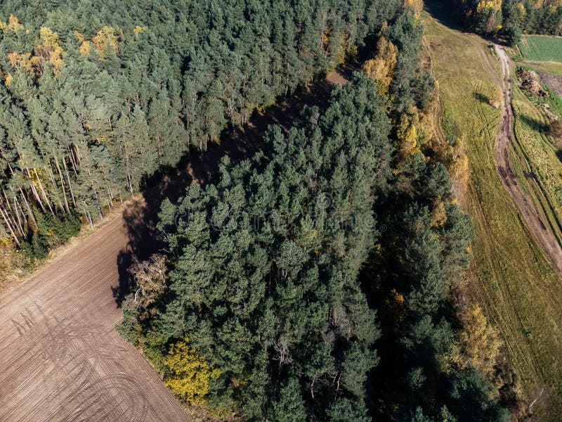 Think Forest of Tree Trunks and Branches in Black and White Landscape ...