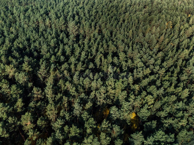 Think Forest of Tree Trunks and Branches in Black and White Landscape ...