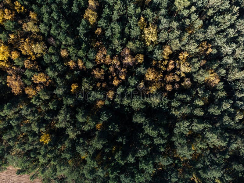 Think Forest of Tree Trunks and Branches in Black and White Landscape ...