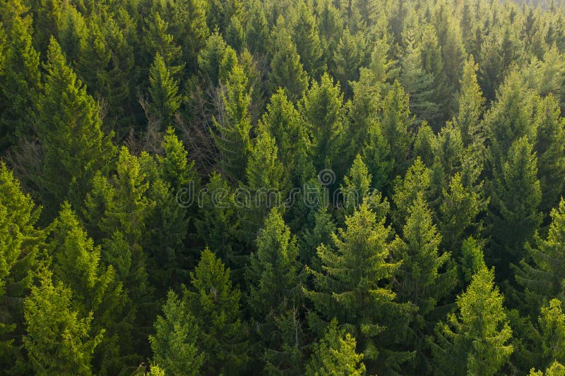 Aerial View of the Top of Pine Trees. Green Fur Tree Background Stock ...