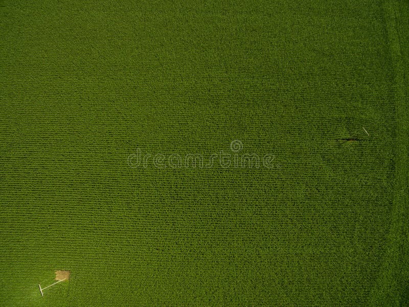 Aerial View Top View of Green Corn Plants in a Corn Field Stock Photo ...