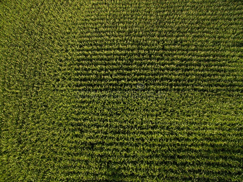 Aerial View Top View of Green Corn Plants in a Corn Field Stock Photo ...