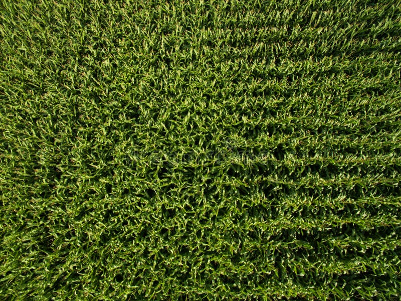 Aerial View Top View of Green Corn Plants in a Corn Field Stock Image ...