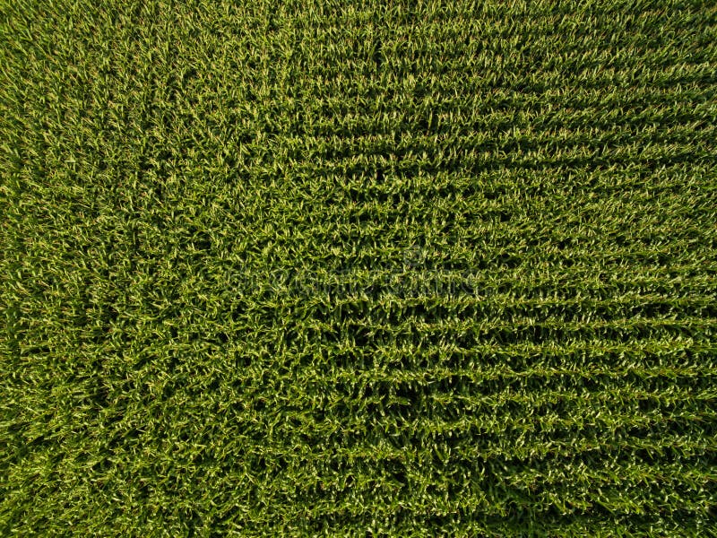 Aerial View Top View of Green Corn Plants in a Corn Field Stock Image ...