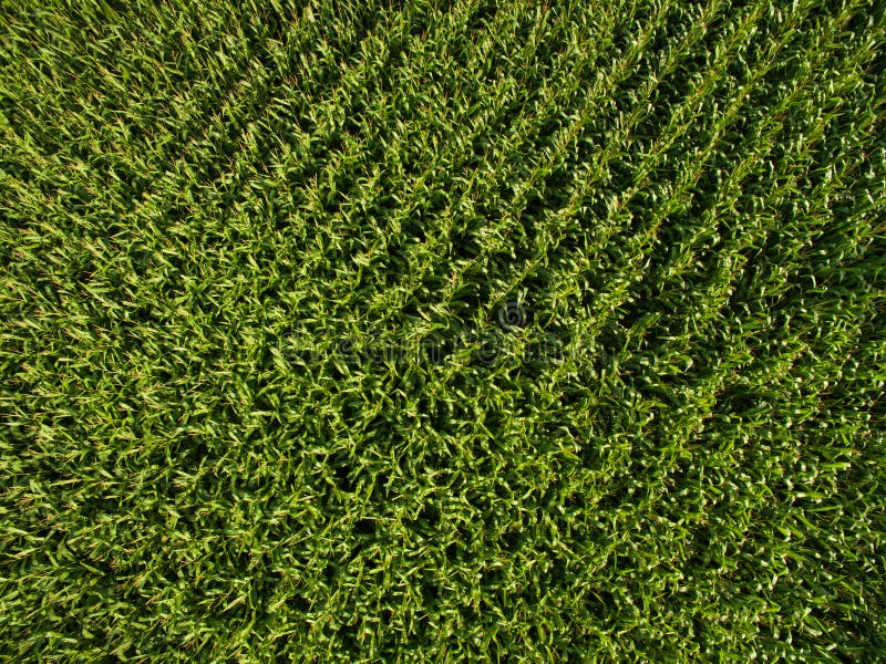 Aerial View Top View of Green Corn Plants in a Corn Field Stock Photo ...