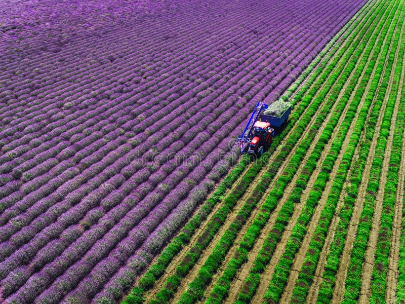 Aerial View of Tractor Harvesting Field of Lavender Stock Photo - Image ...
