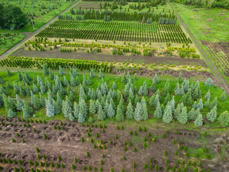 Aerial View of a Tree Farm for Landscaping Stock Image - Image of ...