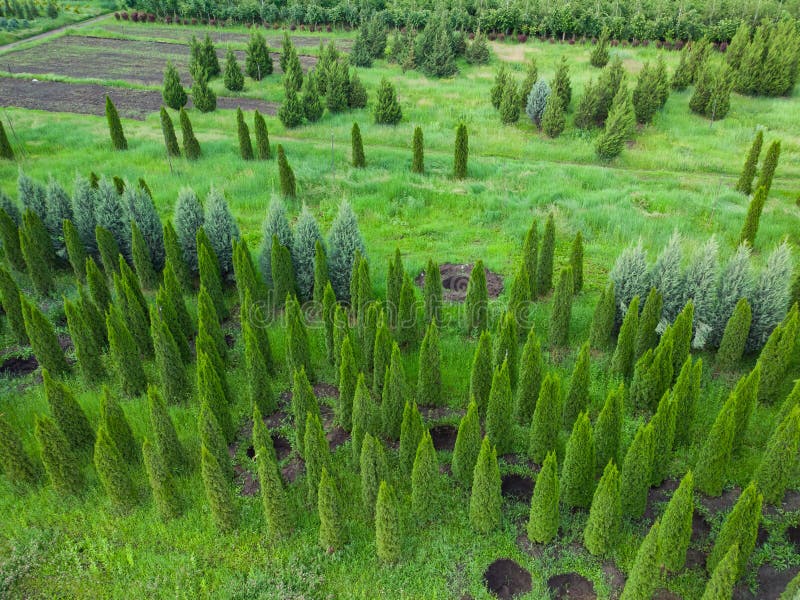 Aerial View of a Tree Farm for Landscaping Stock Photo - Image of ...