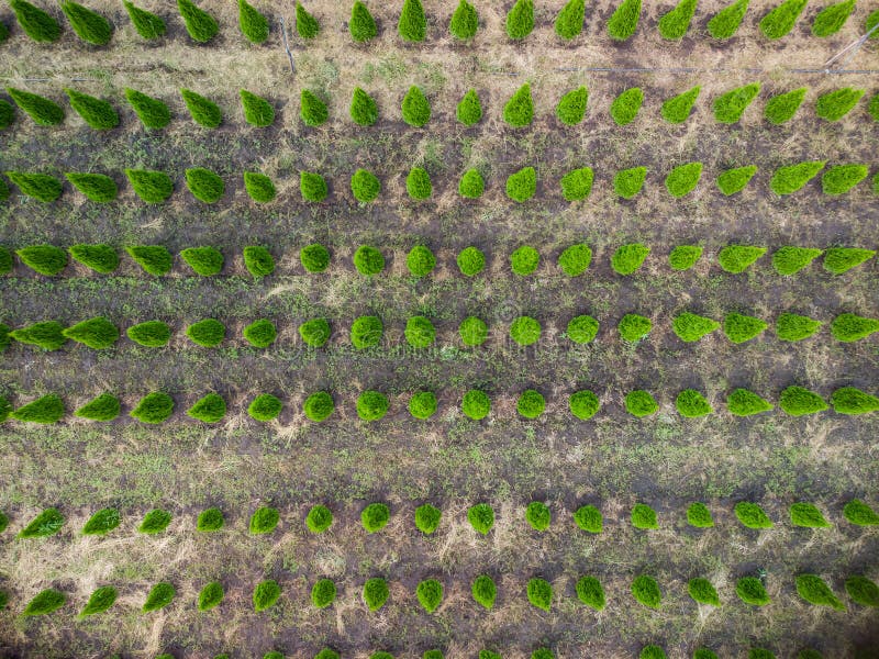 Aerial View of a Tree Farm for Landscaping Stock Image - Image of ...