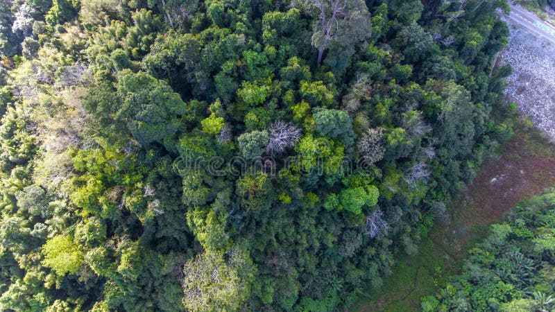 Aerial View of Tree in Mountain Stock Image - Image of landscape, plant ...