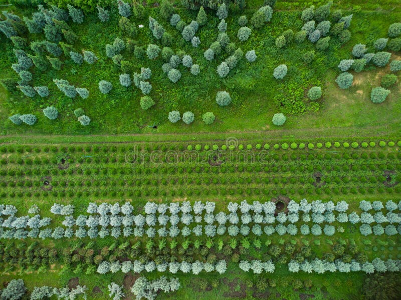 Aerial View of a Tree Farm for Landscaping Stock Photo - Image of ...