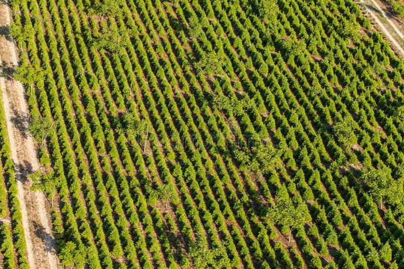 Aerial View of the Tree Plantation Stock Image - Image of conifer ...