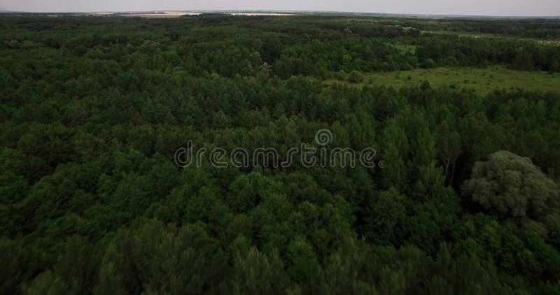 Aerial View on Tree Tops of a Deep Forest Stock Video - Video of drive ...