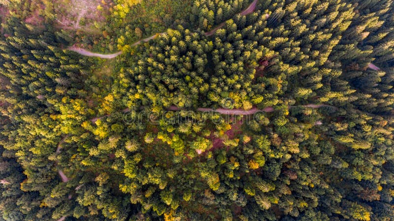 Aerial view of tree tops. stock photo. Image of park - 100893170