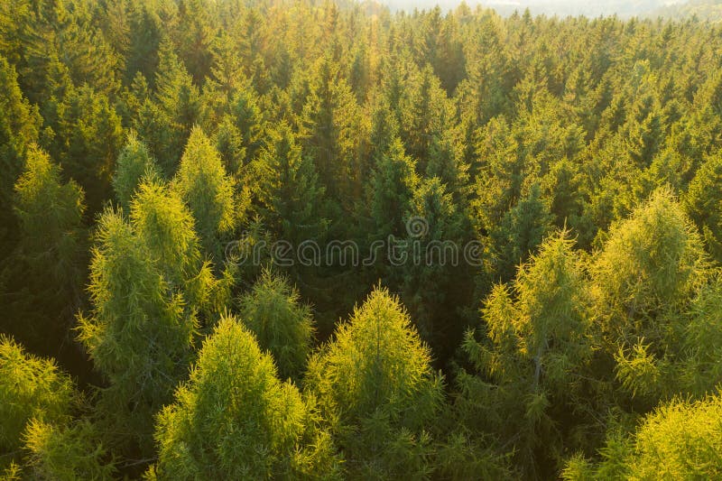 Aerial View of Tree Tops of Young Dense Forest at Sunlight. Stock Image ...