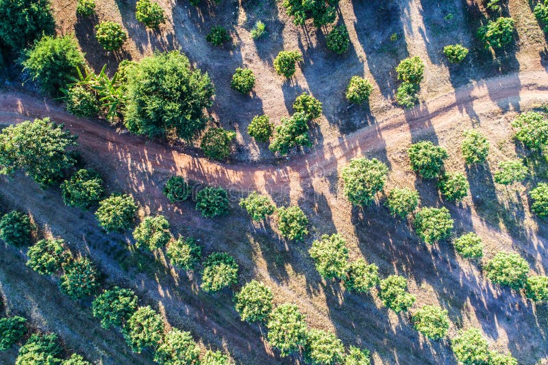 Aerial View of Trees Background Stock Image - Image of tree, area ...