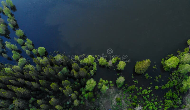 Aerial View of Trees at the Lake Stock Image - Image of park, nature ...