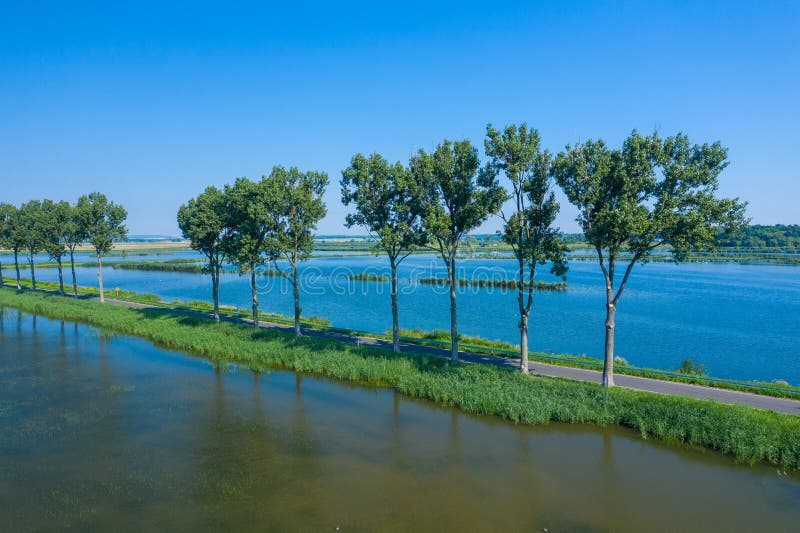 Aerial View of Trees in Line by the Road, Lake Around Stock Photo ...
