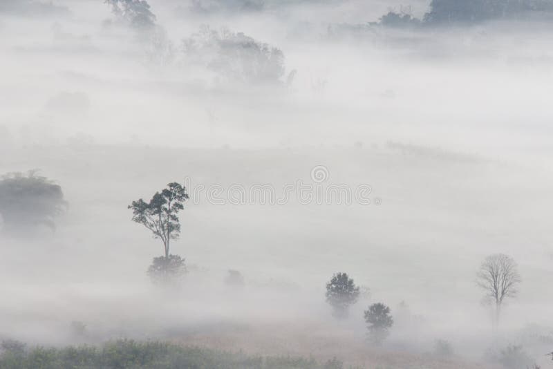 Aerial View of Trees in Morning Fog Stock Photo - Image of frame ...