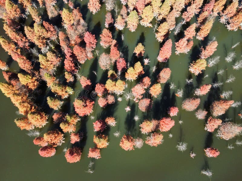 Aerial view of trees stock image. Image of petal, nature - 244705199