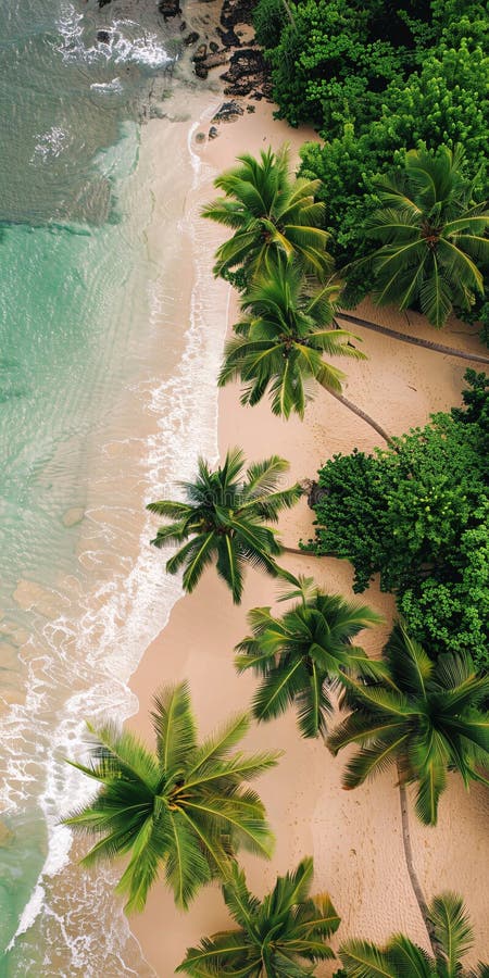 Aerial View of Tropical Beach with Ocean Waves and Palm Trees Stock ...