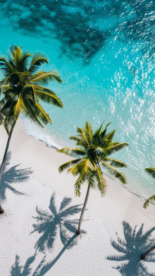 Aerial View of Tropical Beach with Palm Trees and Turquoise Water Stock ...