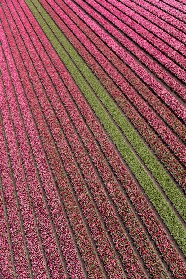 Aerial View of the Tulip Fields in North Holland Stock Photo - Image of ...