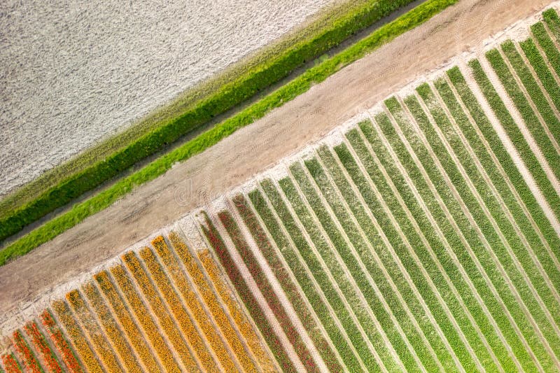 Aerial View of Tulip Fields Pattern Perpendicular To the Canal in the ...