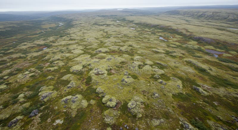 Aerial View of Tundra Landscape with Moss and Lichen Stock Illustration ...