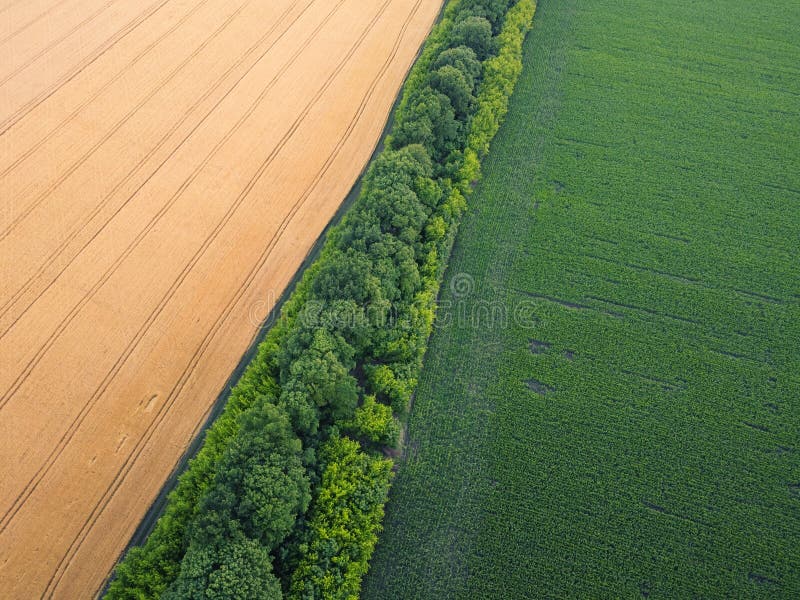 Aerial View on Two Agricultural Fields Stock Image - Image of plant ...