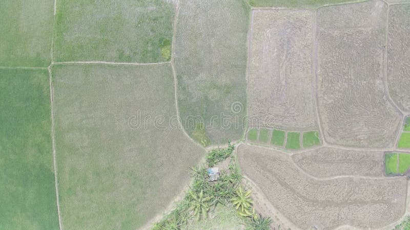 Aerial View of Various Rice Fields Pattern Stock Footage - Video of ...