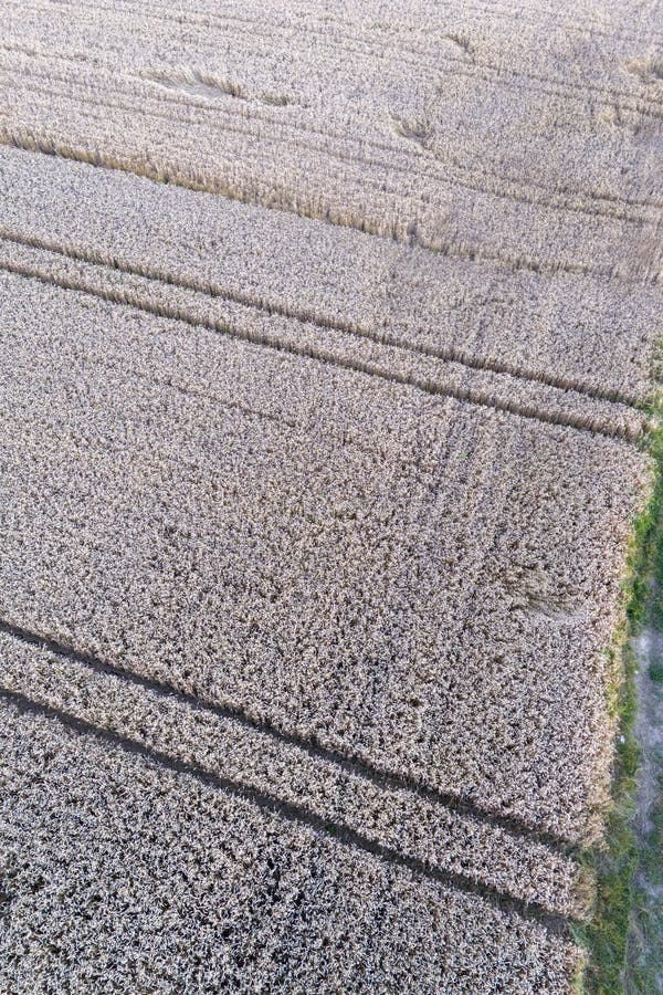 Aerial View of a Vast, Abstract Field, Covered with Dry Stalks and ...