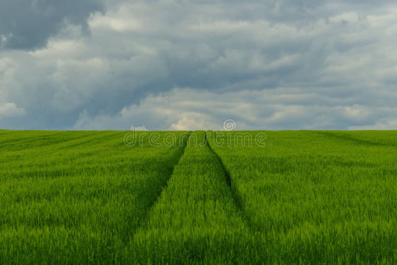 Aerial View of Vast Open Lush Green Grassland Under Blue Cloudy Sky ... Aerial View of Vast Open Lush Green Grassland Under Blue Cloudy Sky ...