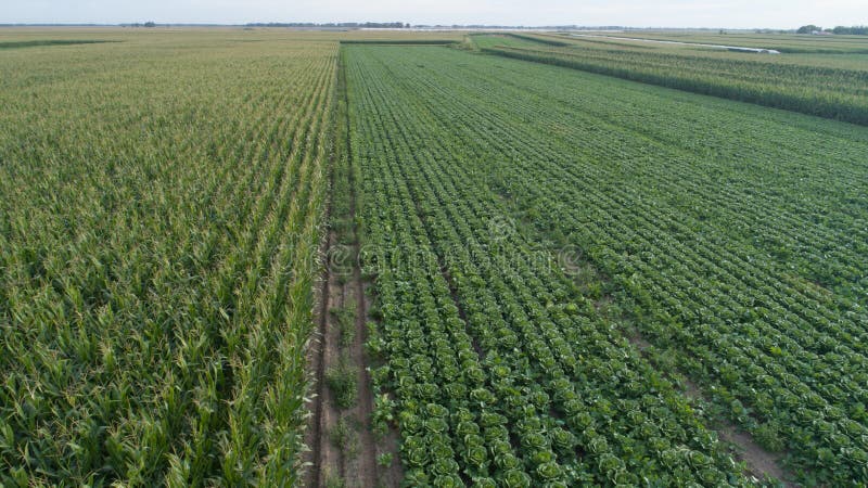 Aerial View of the Vegetable Field Stock Photo - Image of aerial ...