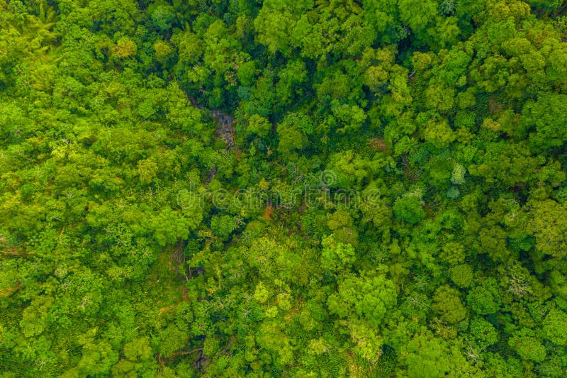Aerial View of the Vibrant Green Trees in the Forest Stock Image ...