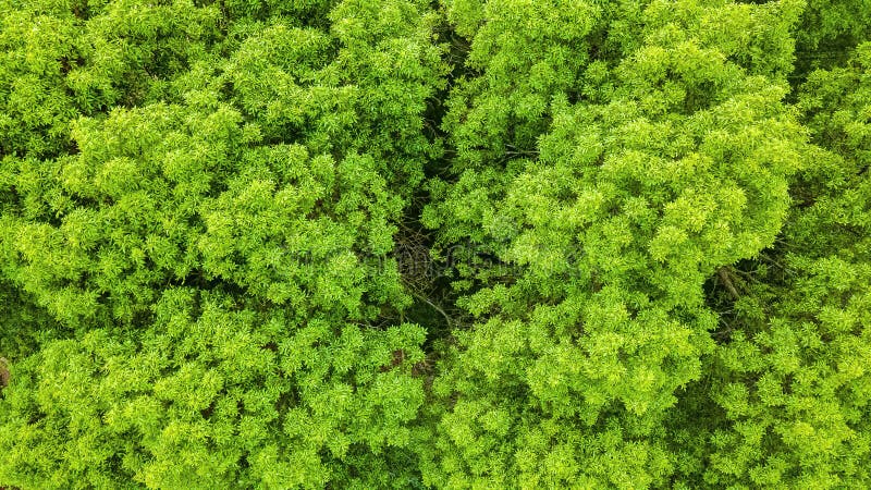 Aerial View of Vibrant Trees Stock Photo - Image of fresh, drone: 251832514