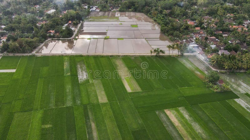 Aerial View, View of Rice Fields and Countryside Stock Image - Image of ...