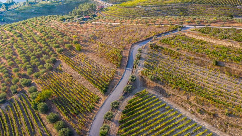 Aerial view of vine field stock photo. Image of natural - 196902348