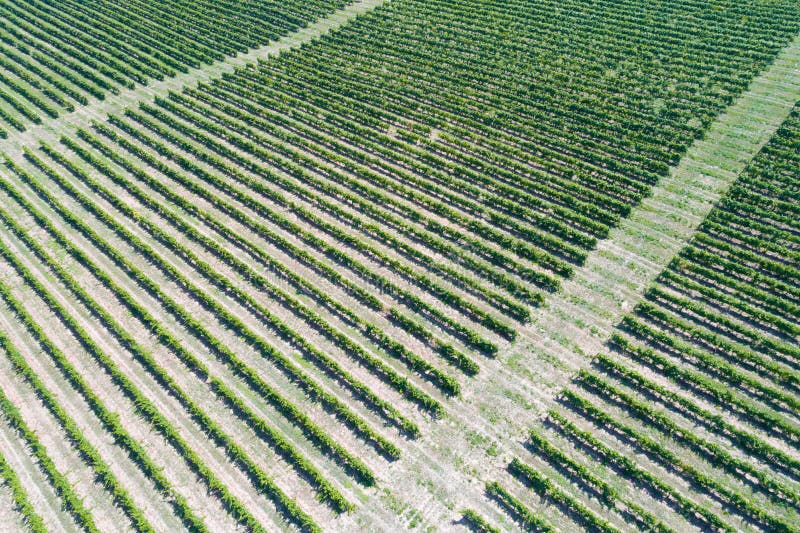 Vineyard aerial view stock image. Image of industry - 101689459