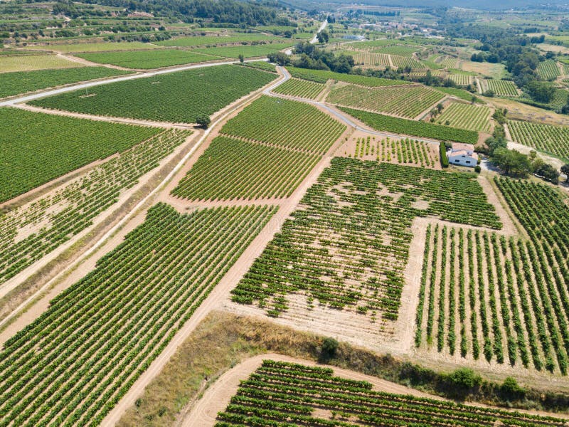Aerial View of Vineyard Plantations Stock Photo - Image of tourism ...