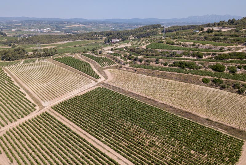 Aerial View of Vineyard Plantations Stock Image - Image of vineyard ...