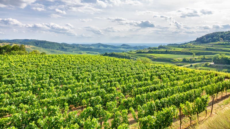 A Top view of a vineyard stock photo. Image of view - 296324962
