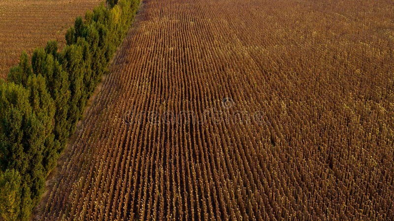 Aerial View of a Wheat Field and a Tree Line Stock Image - Image of ...