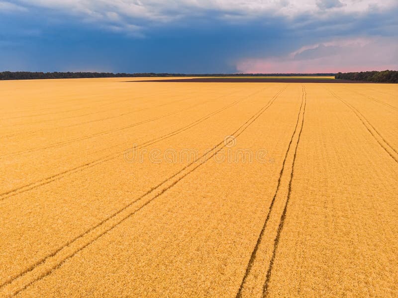 Aerial View of the Wheat Fields. Wheat Fields from a Height Stock Photo ...
