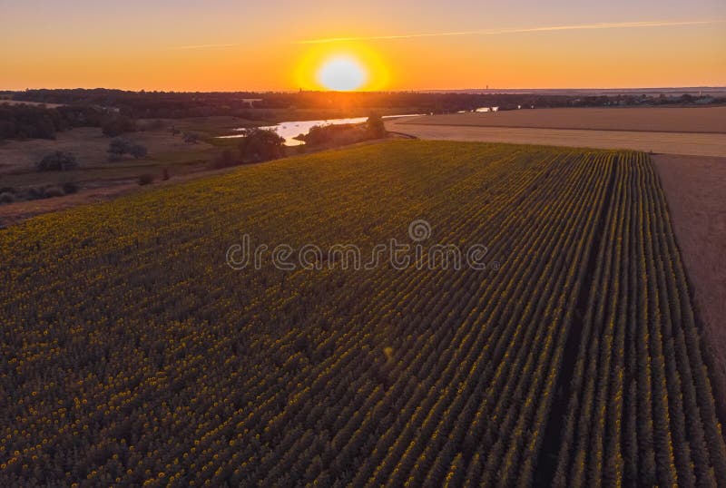 Aerial View of the Wheat Fields. Wheat Fields from a Height Stock Photo ...