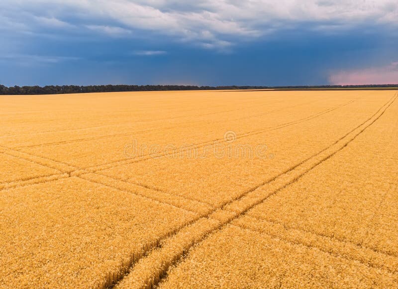 Aerial View of the Wheat Fields. Wheat Fields from a Height Stock Photo ...