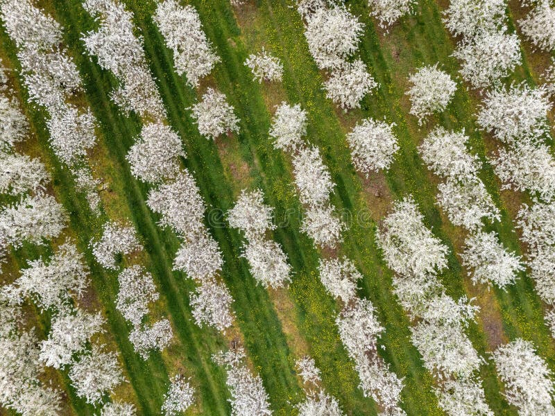 Aerial View of White Flowering Field with Fruit Trees Stock Photo ...