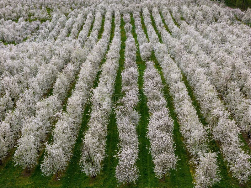 Aerial View of White Flowering Field with Fruit Trees Stock Image ...