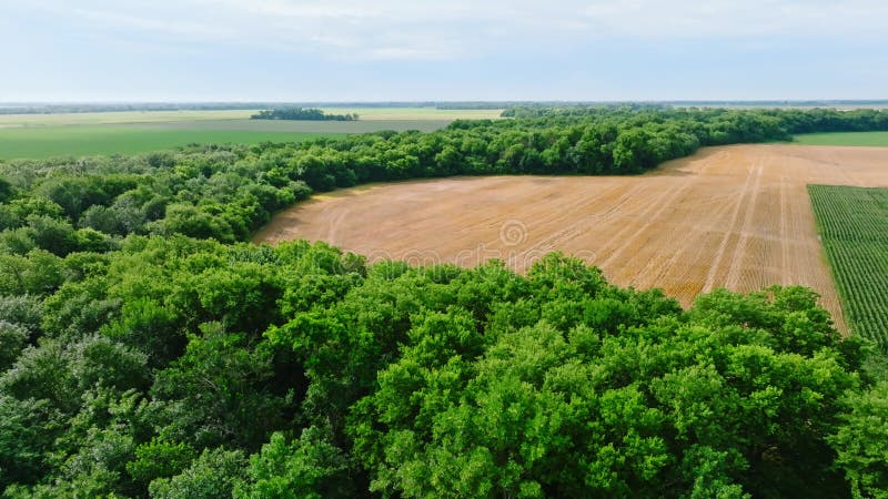 Aerial View of the Wide Farm Trees and Corn Field Stock Video - Video ...